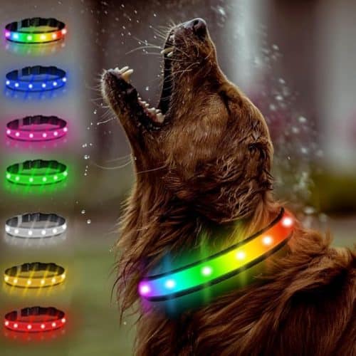 7 Best LED Dog Collars for Night Walks - iHeartDogs.com