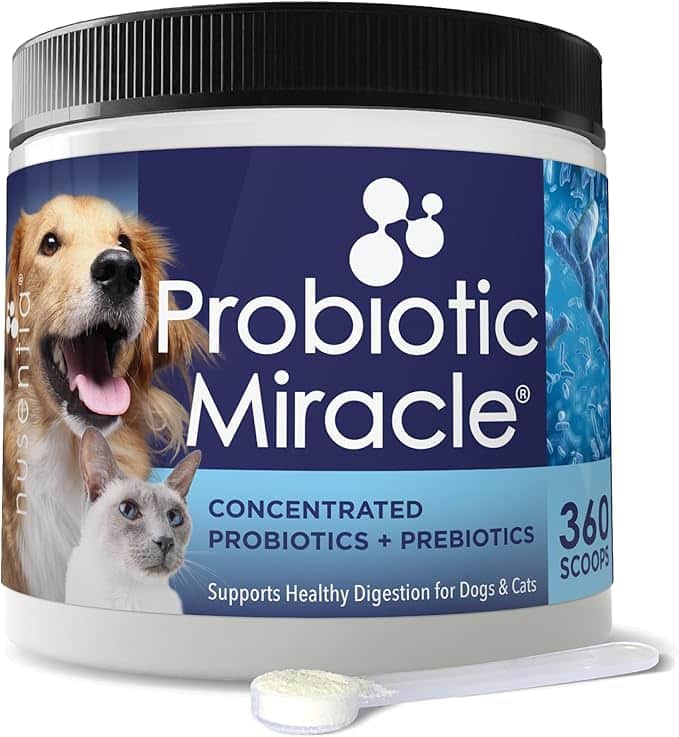 7 Best Dog Probiotic Powders - iHeartDogs.com