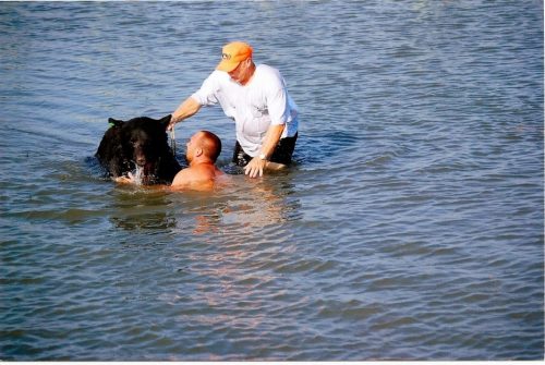 Man Jumps In And Swims Toward Bear He Sees Struggling In The Water ...