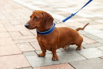 10 Best Light-Up And Reflective Dog Collars - iHeartDogs.com