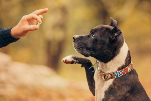 11 Best Dog Training Treats - iHeartDogs.com