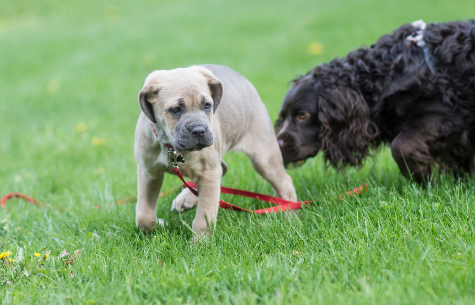 The Science Of Why Dogs Are Drawn To Certain Smells - iHeartDogs.com