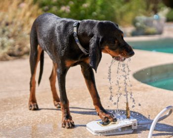 10 Best Dog Water Fountain Products - iHeartDogs.com