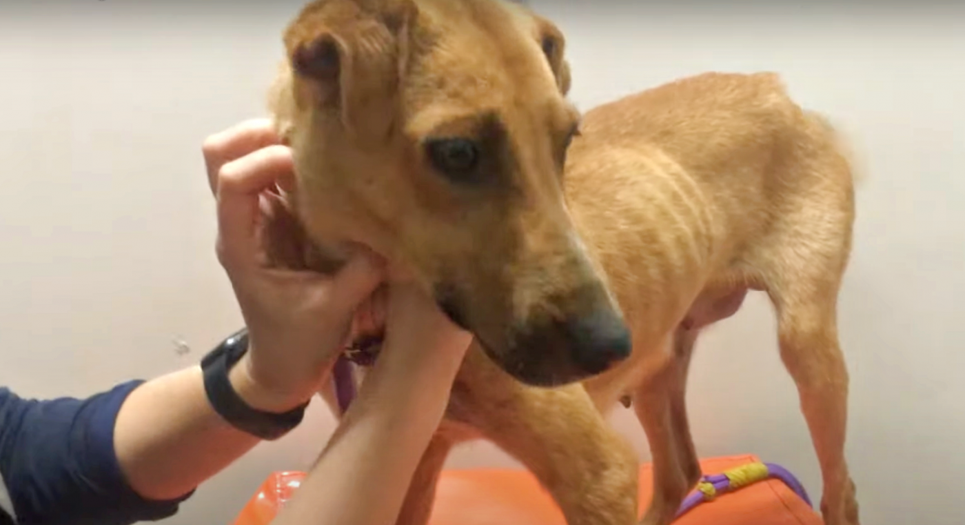 'Failed' Guard Dog Ate Her Last Meal But Vet Couldn't Put Her Down ...