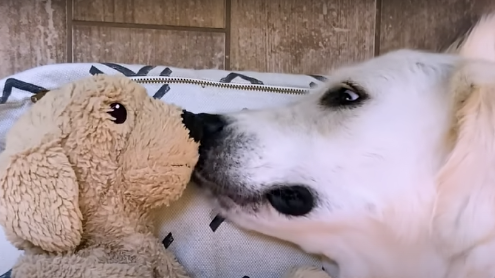 Pup's Raggedy Toy Needs A Makeover But Dog 'Won't Let Go' Of Her Friend ...