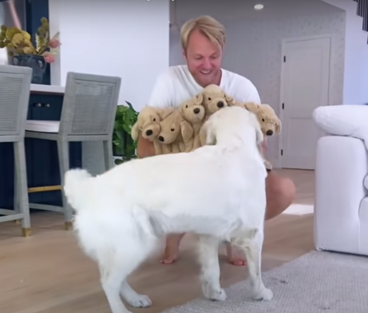 Pup's Raggedy Toy Needs A Makeover But Dog 'Won't Let Go' Of Her Friend ...