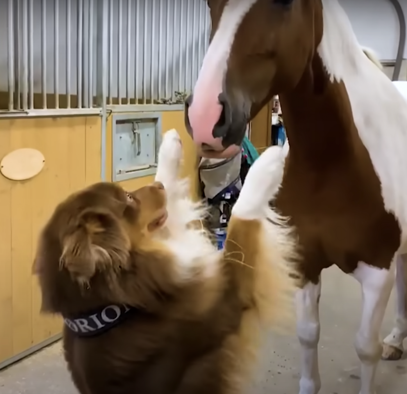 Pup Beaming With His Horsey Soulmate Portrays 'Love In Its Purest Form ...