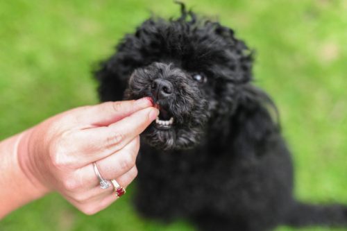 10 Best Dog Treats For Small Dogs - iHeartDogs.com