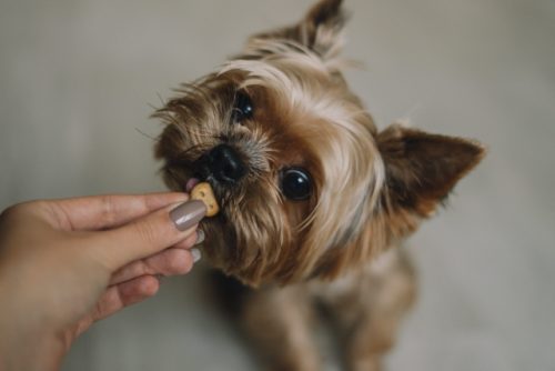 10 Best Dog Treats For Small Dogs - iHeartDogs.com