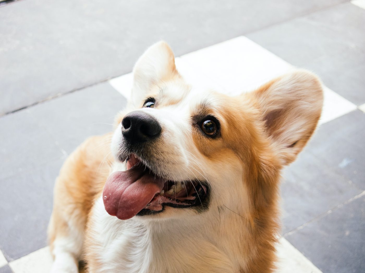 55 Awesome Dog Names That Start with "T" (+ Meanings) - iHeartDogs.com