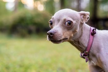 The 10 Best Coyote Vests For Dogs To Protect From Predators In 2026 ...