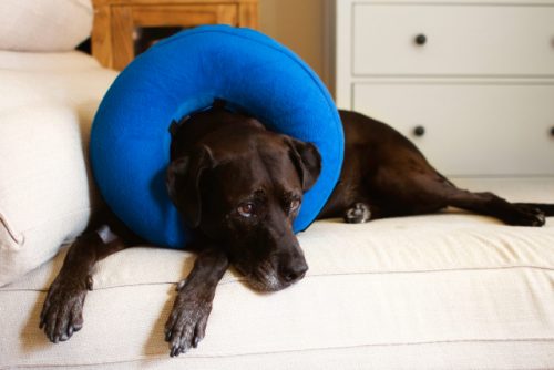10 Best Dog Cones & Recovery Suits - iHeartDogs.com