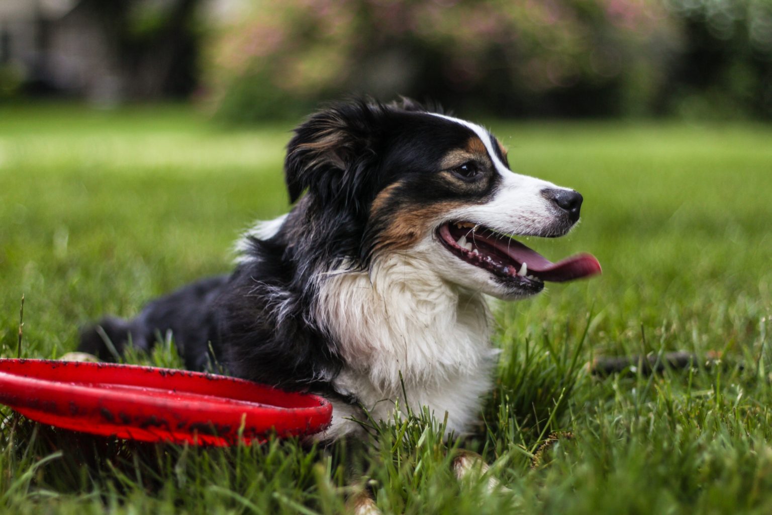 55 Awesome Dog Names That Start with "Q" (+ Meanings) - iHeartDogs.com