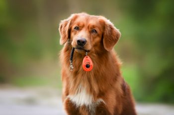 10 Best Dog Training Tools - iHeartDogs.com