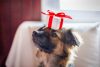 22 Best Chewy Products To Show Your Pup Some Love! - iHeartDogs.com