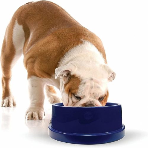 31 Best Dog Bowls - iHeartDogs.com