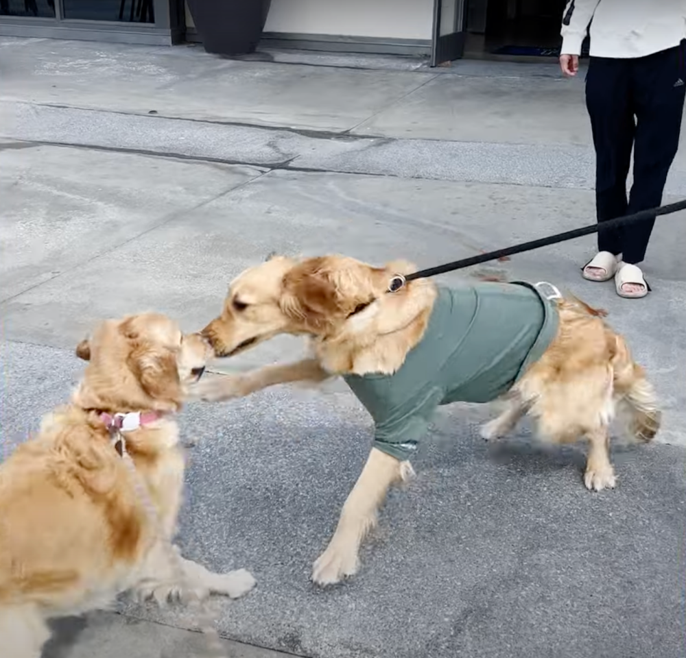 Dogs Scramble To Their Balconies To Stalk Puppy Playdate - iHeartDogs.com