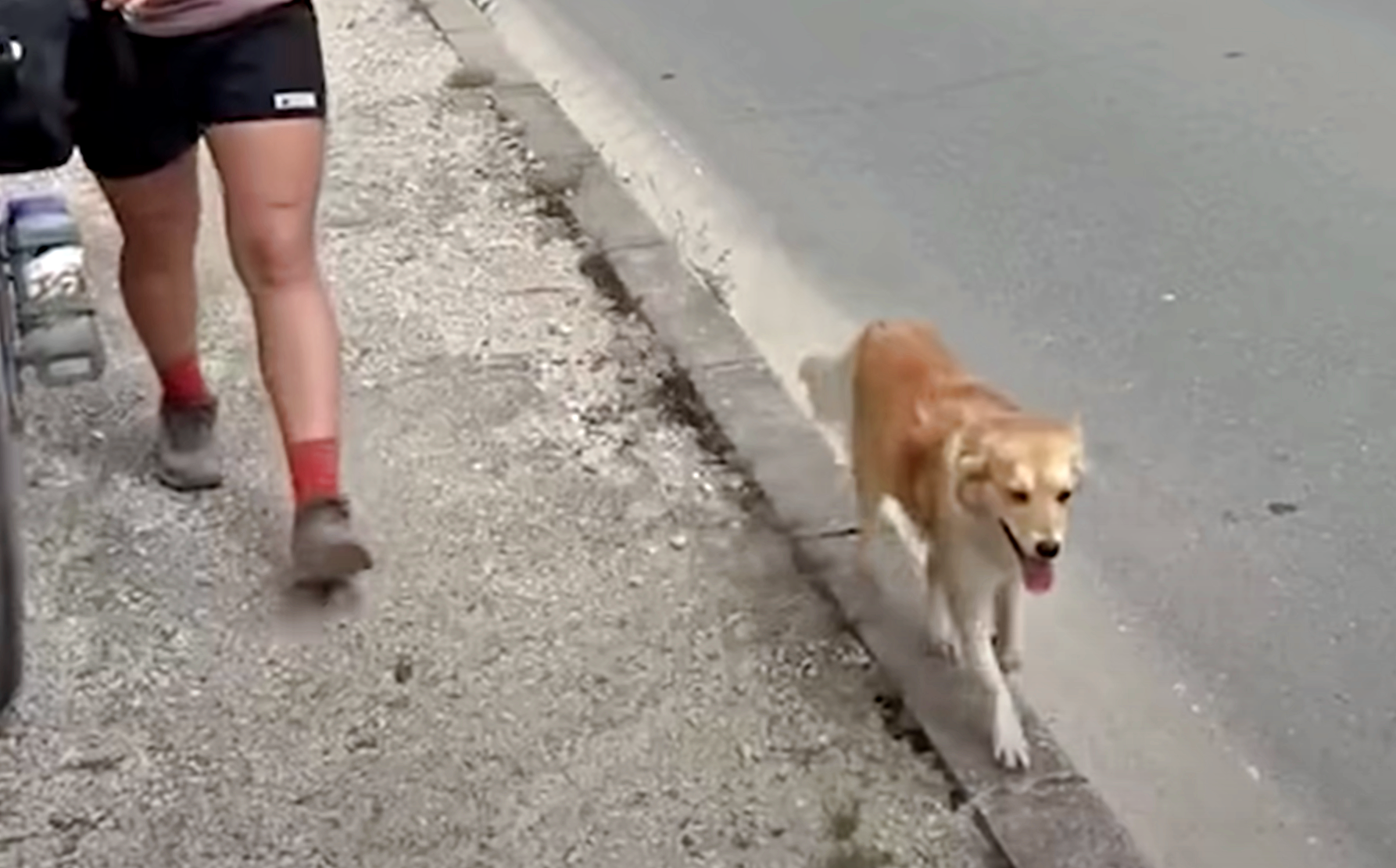 Stray Dog Chases Cyclists For Miles, Pining For Adventures And A Home ...