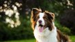 Male & Female Border Collie Weights & Heights by Age - iHeartDogs.com