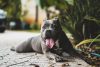 Boxer Dog Weight by Age 2026: Complete Male and Female Growth Chart ...