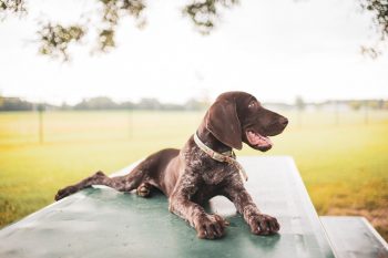 The 15 Dog Breeds With The Best Smelling Ability - iHeartDogs.com