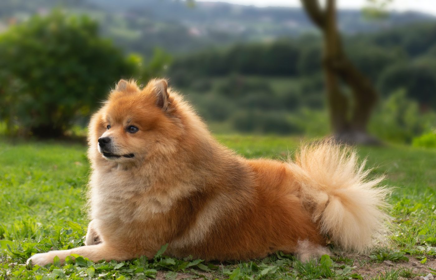 Male & Female Chow Chow Weights & Heights by Age - iHeartDogs.com