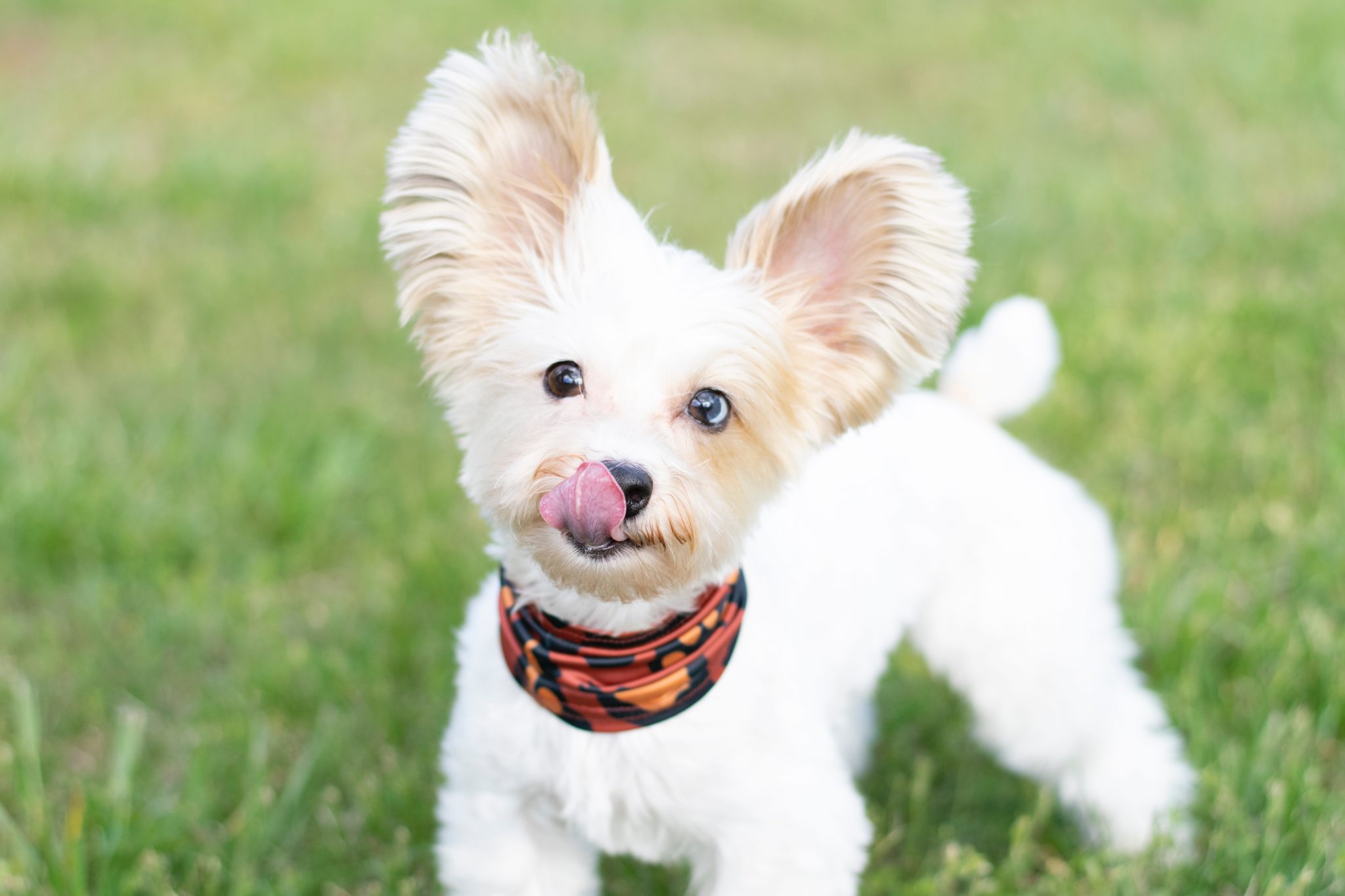 Male & Female Yorkie Weights & Heights by Age - iHeartDogs.com