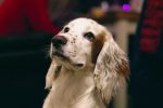 Male & Female English Springer Spaniel Weights & Heights by Age