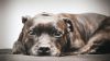 Staffordshire Bull Terrier Weight by Age 2026: Complete Growth Chart ...