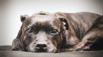 Staffordshire Bull Terrier Weight by Age 2026: Complete Growth Chart ...