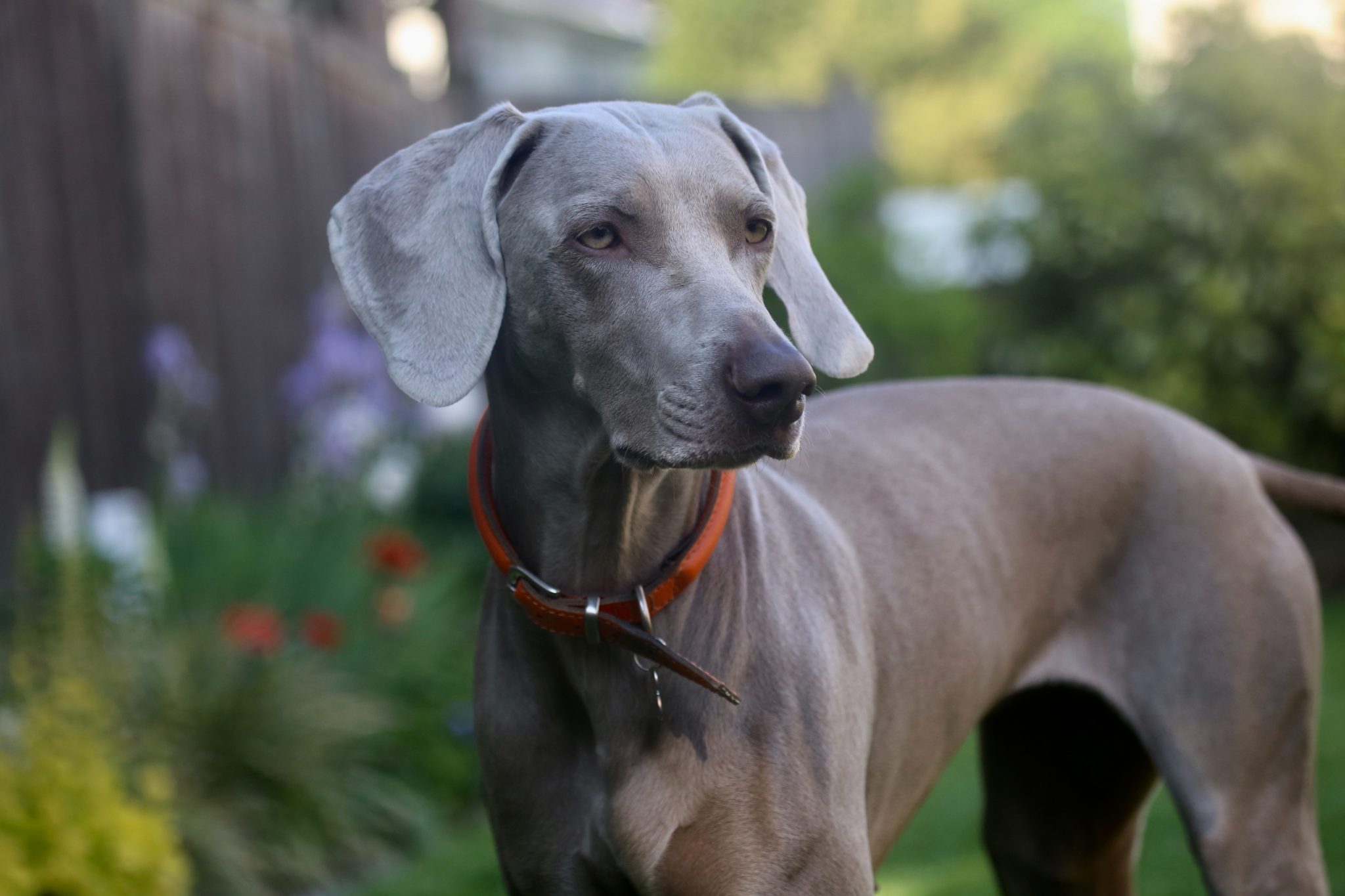 Male & Female Great Dane Weights & Heights by Age - iHeartDogs.com