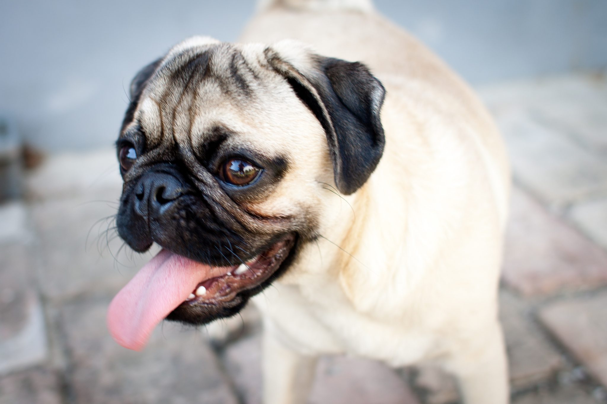 Male & Female Pug Weights & Heights by Age - iHeartDogs.com