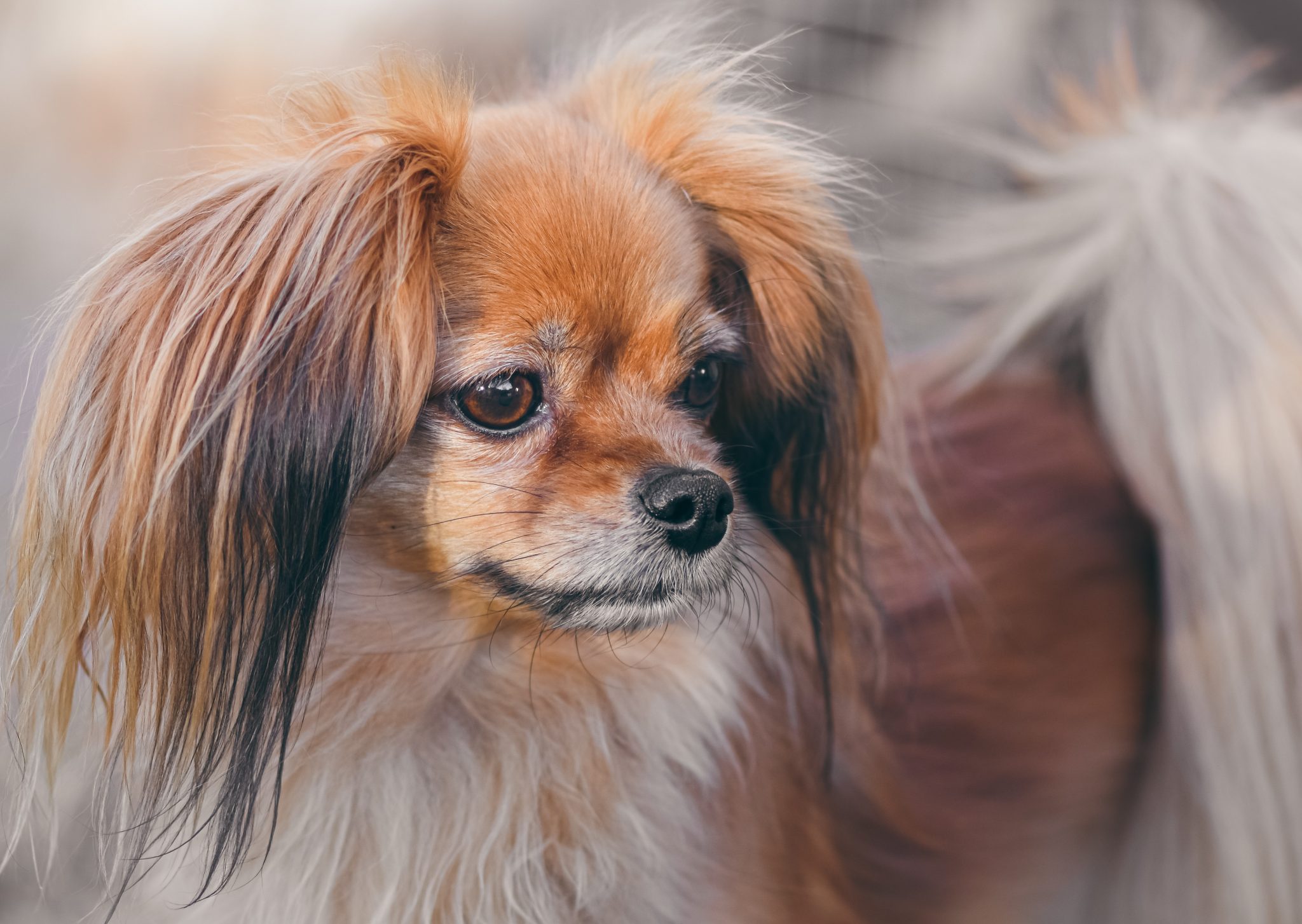 Male & Female Papillon Weights & Heights by Age - iHeartDogs.com