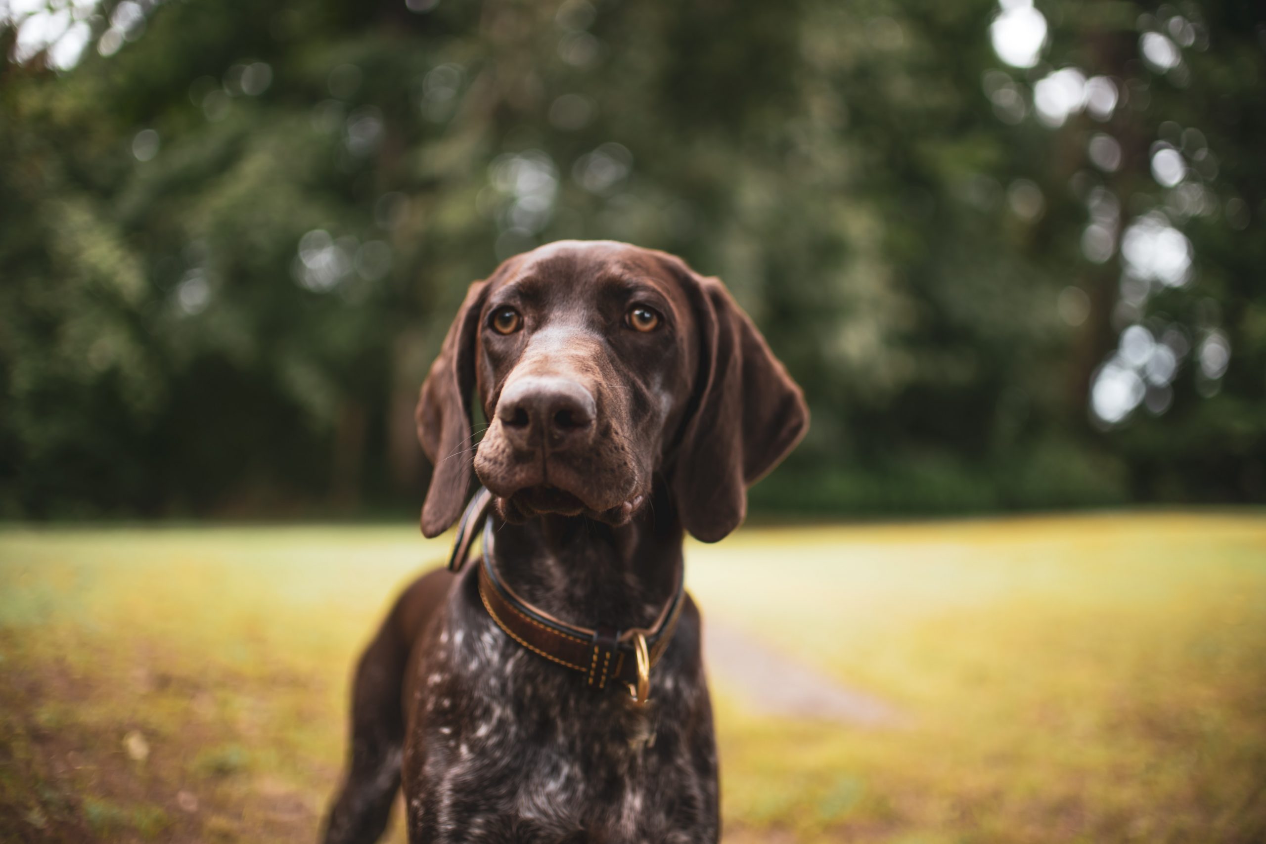 Male Female German Shorthaired Pointer Weights Heights By Age