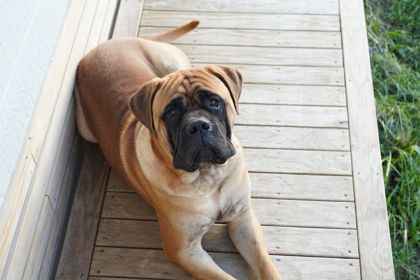 Male & Female Bullmastiff Weights & Heights by Age - iHeartDogs.com