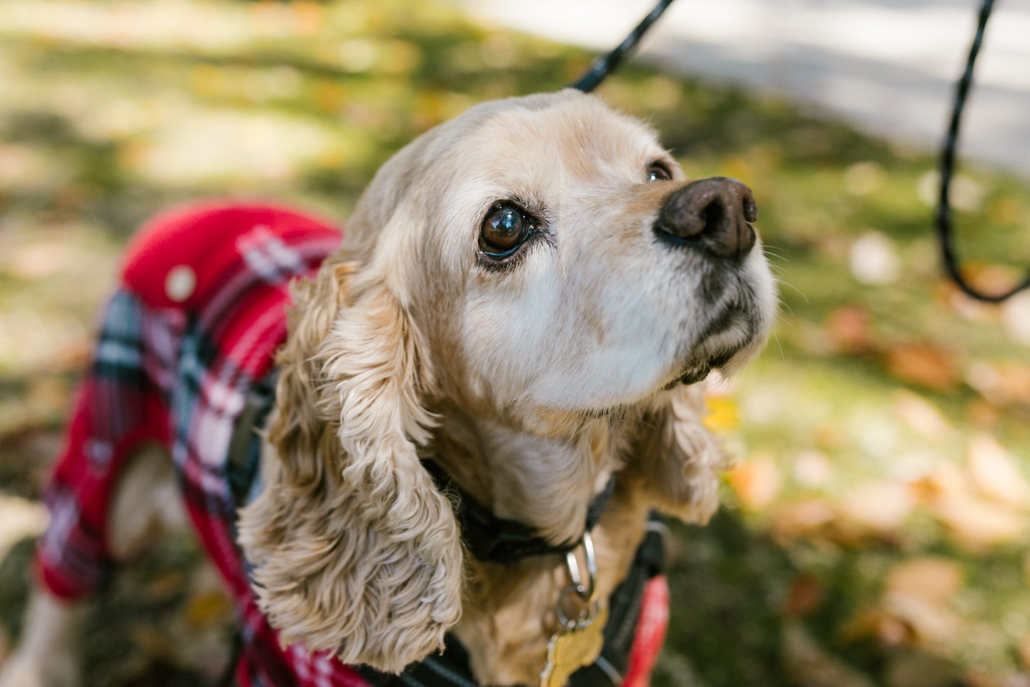 Cocker Spaniel Weight by Age 2026: Male and Female Growth Chart Guide ...
