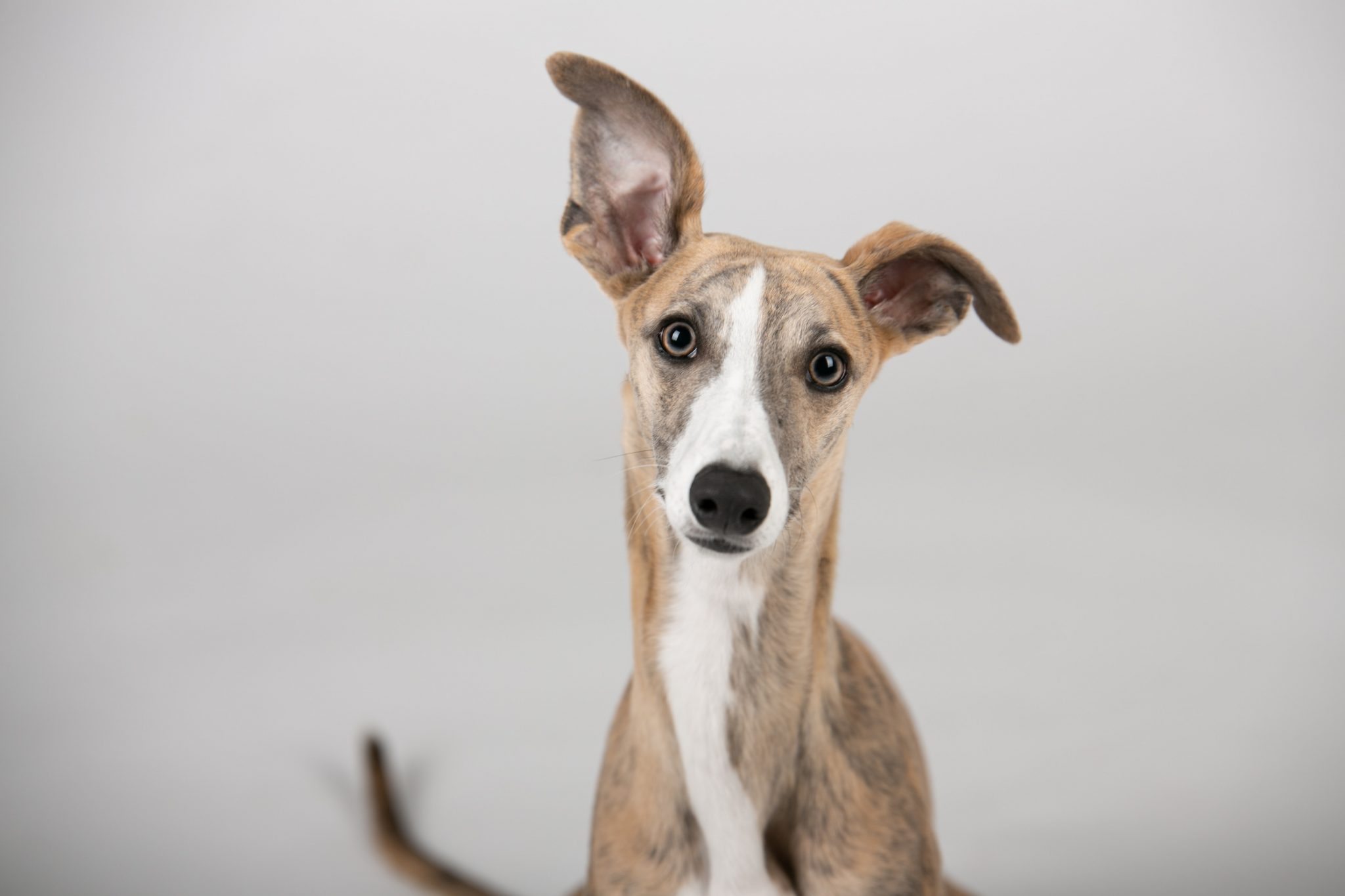 Male & Female Greyhound Weights & Heights by Age - iHeartDogs.com