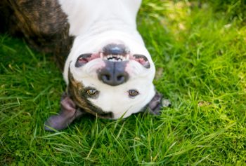 What is Dognip? Learn About Anise For Dogs & Check Out 6 Ways To Try It ...