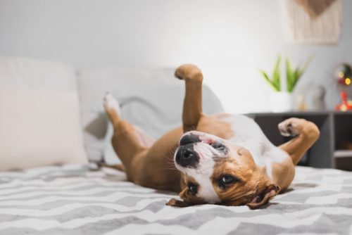 Is Catnip Safe For Dogs? The Ultimate Guide To Catnip For Dogs & Our 5 ...