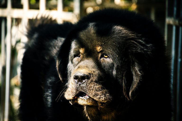 Male & Female Newfoundland Weights & Heights by Age - iHeartDogs.com