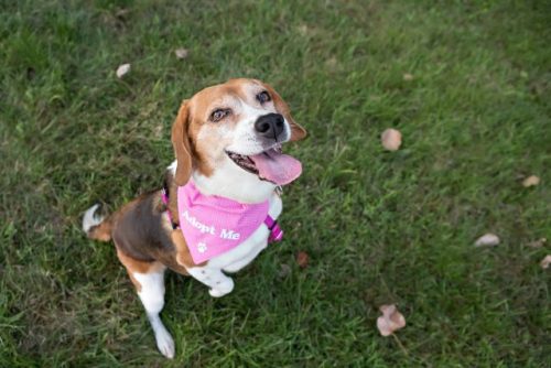 10 Best Custom/Personalized Dog Bandanas - iHeartDogs.com