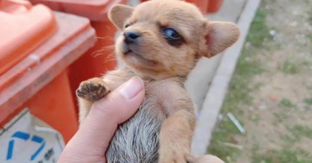 Guy Finds Teeny Puppy With His Head Inside Chip Bag, Searching For ...