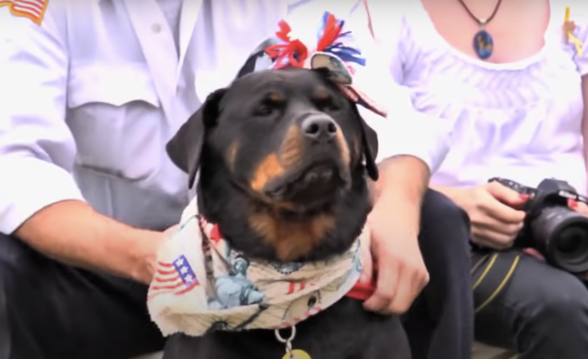 Unsung Heroes Dogs Of 9/11 Were Finally Given Recognition - iHeartDogs.com