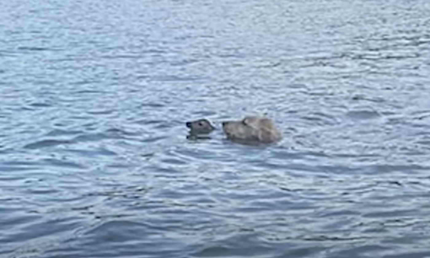 Dog Flees House To Aid 'Creature' With Nose Barely Above Lake Water ...