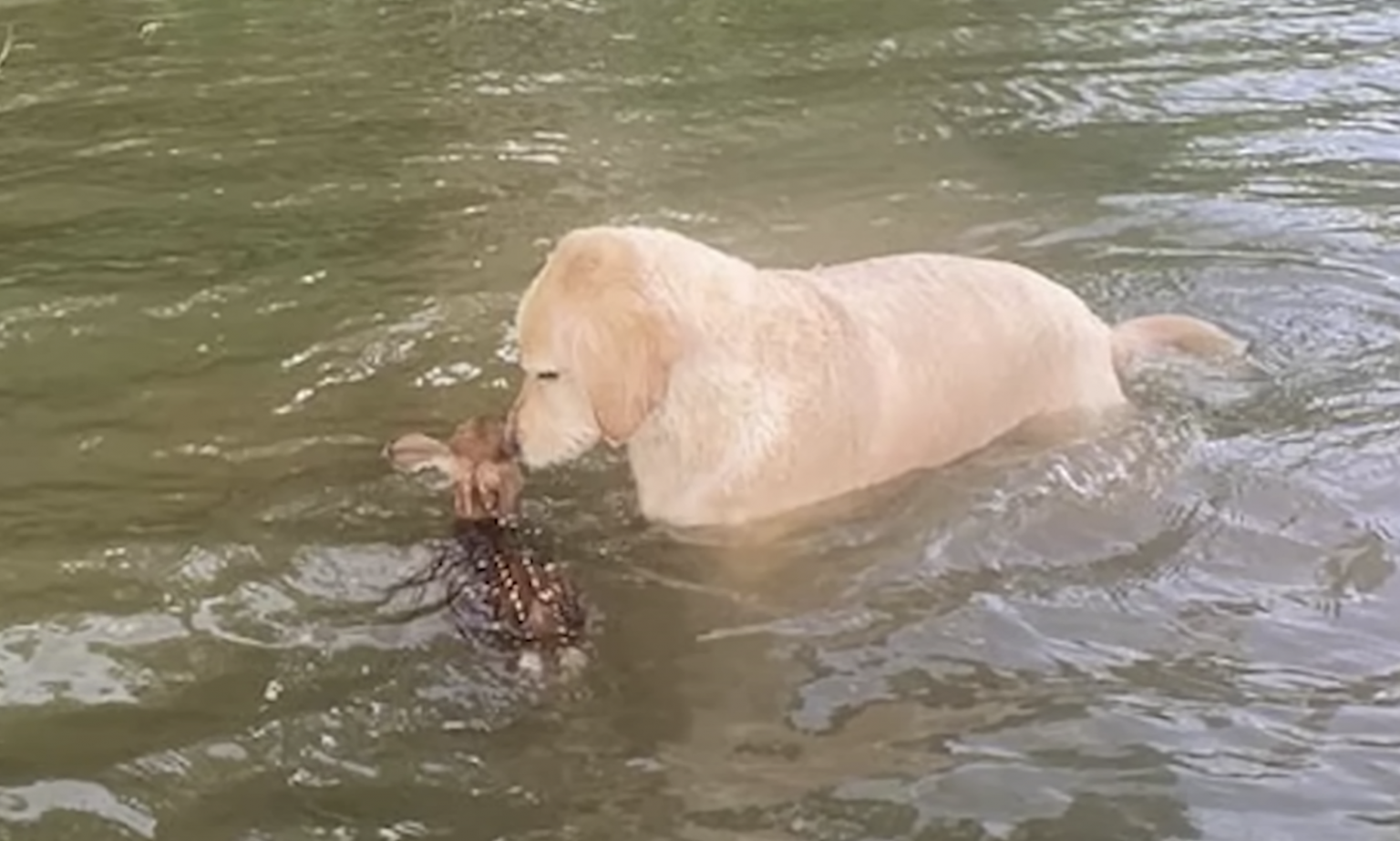 Dog Flees House To Aid Creature With Nose Barely Above Lake Water ...