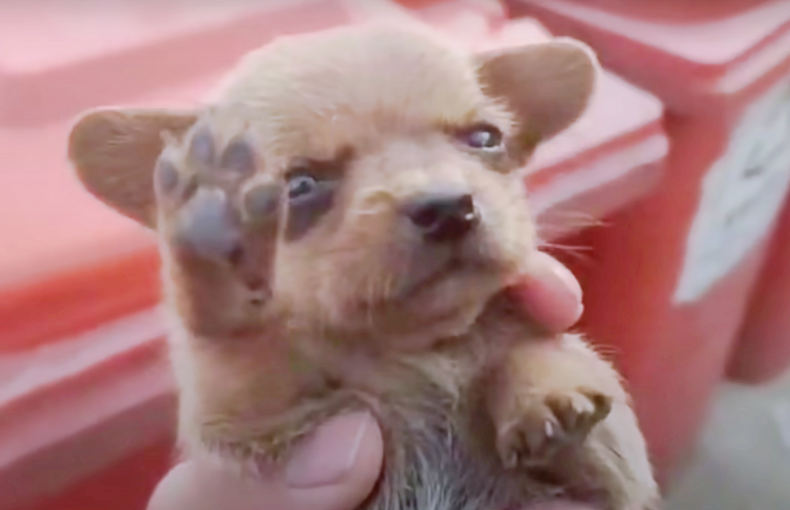 Guy Finds Teeny Puppy With His Head Inside Chip Bag, Searching For ...