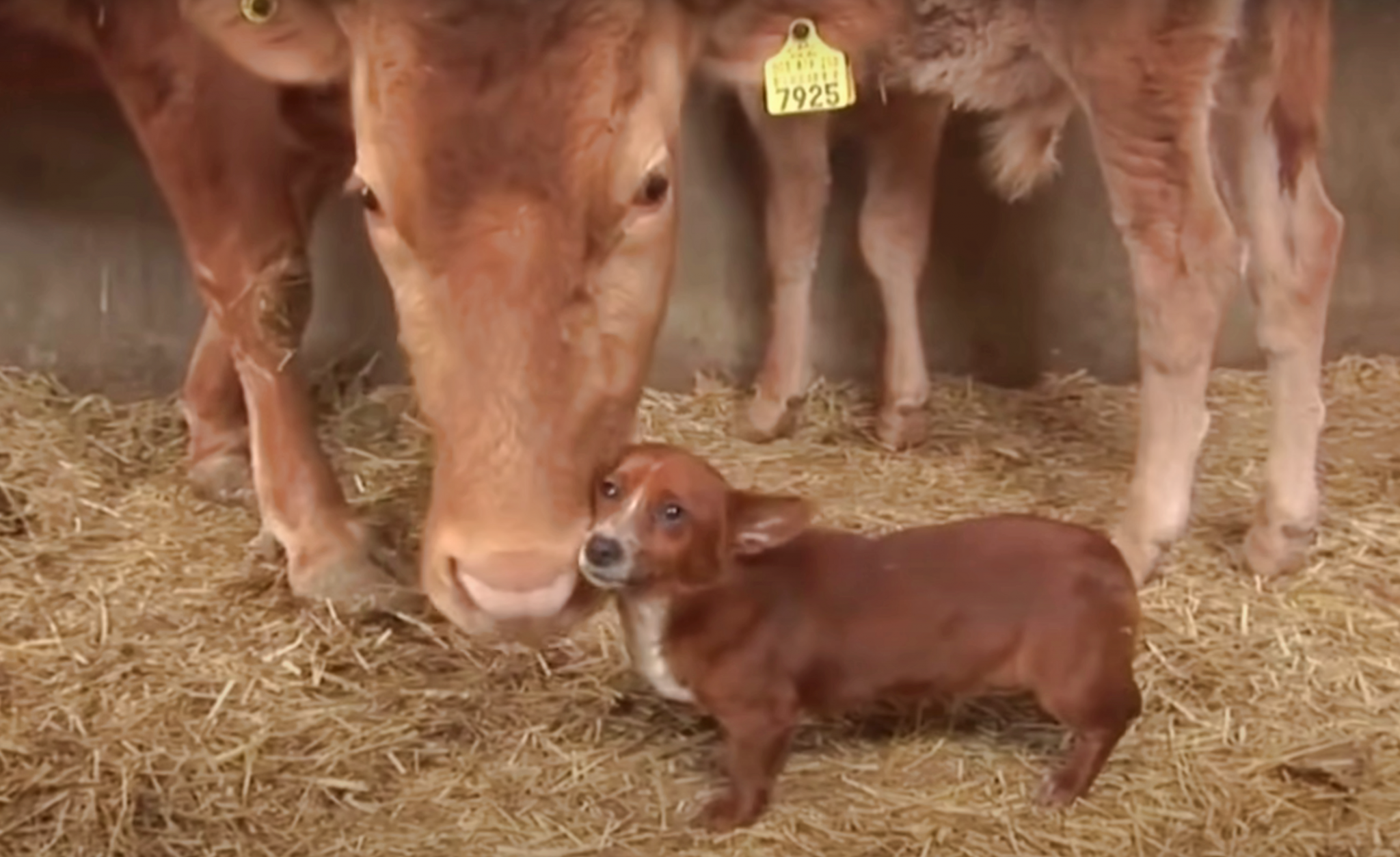 Orphan Puppy Raised By 'Mama Cow' Weeps When She's Taken Away ...