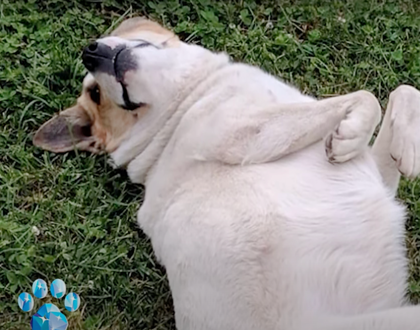 'Bundle Of Innocence' Cowering In Bustling Shipyard, Perks Up At Her Voice - iHeartDogs.com