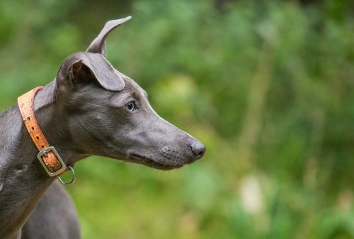 Whippet Temperament: What's a Whippet's Personality Like? - iHeartDogs.com