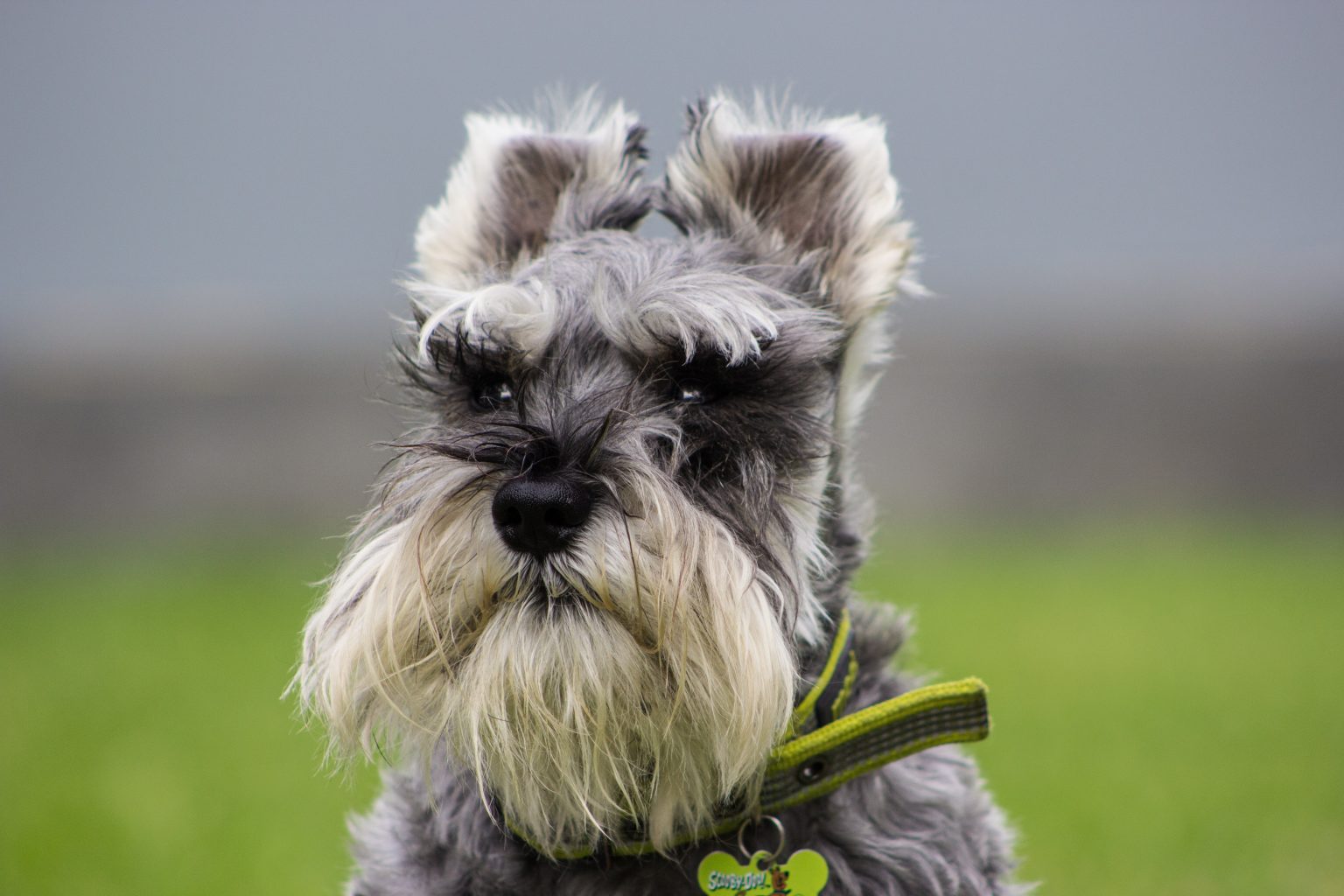 Schnauzer Temperament: What's a Schnauzer's Personality Like ...